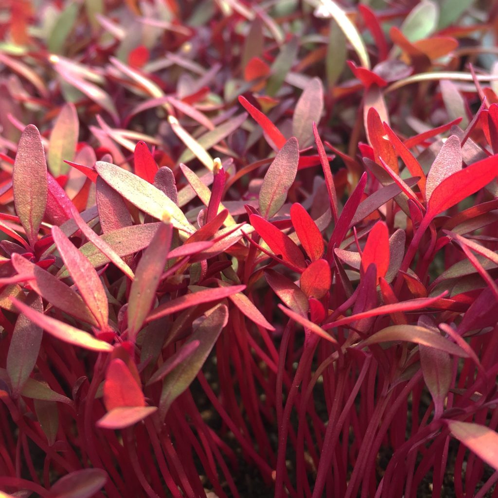 What’s Growing? – City Bitty Farm